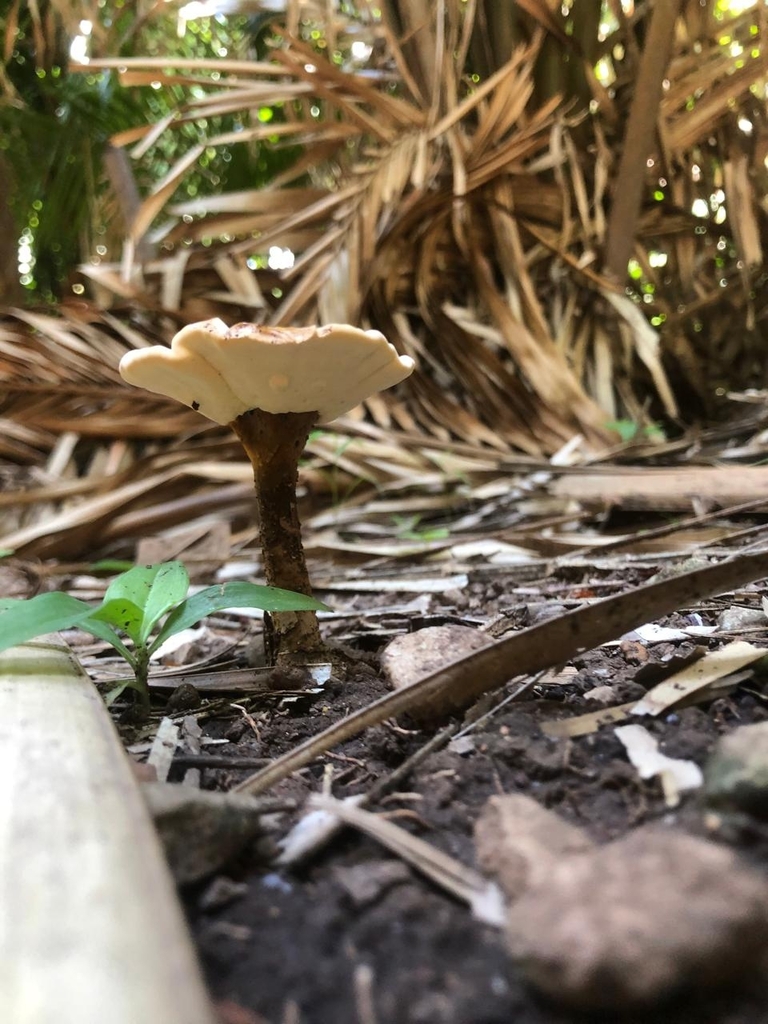 red-staining stalked polypore from Rincón de Guayabitos, Nay., México ...