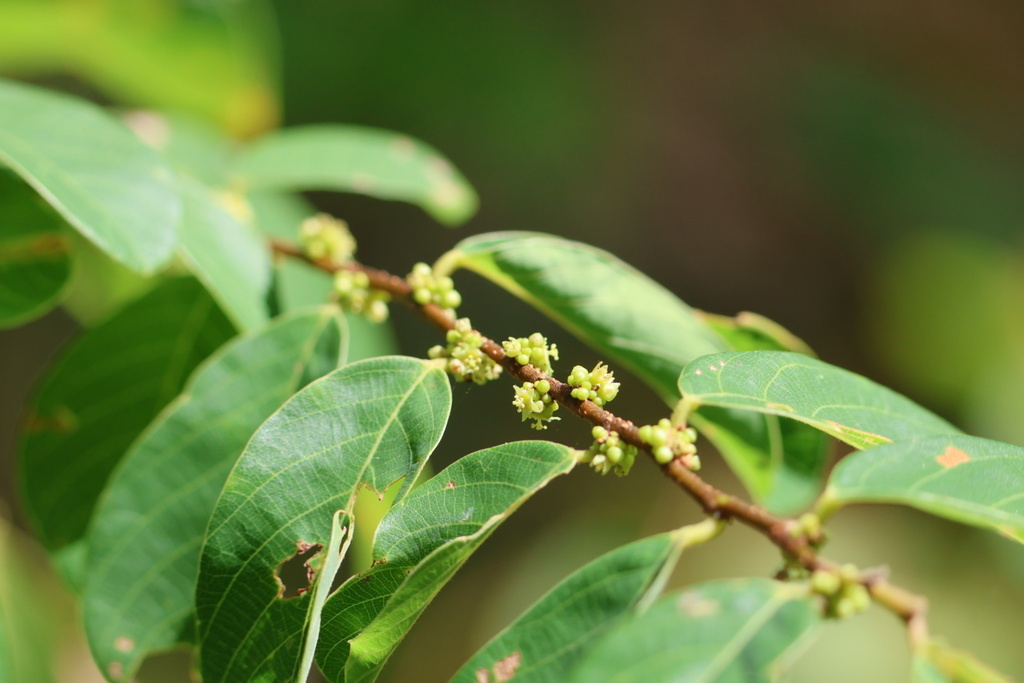 Pop-gun Seed from North Ward, Koolpinyah, NT, AU on March 8, 2025 at 10 ...