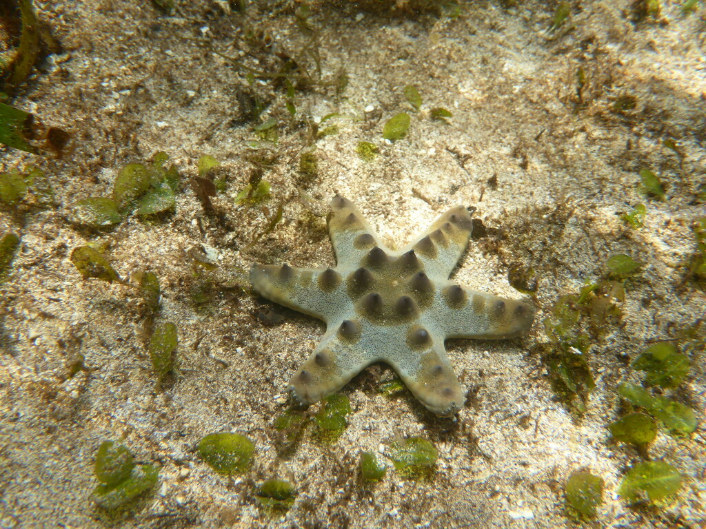 Chocolate Chip Sea Star from Al Bahr al Ahmar, EG on September 15, 2018 ...