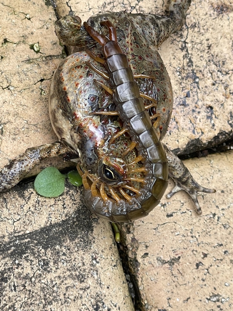 Common Centipedes from Flaggy Creek Rd, Mount Crosby, QLD, AU on May 31 ...
