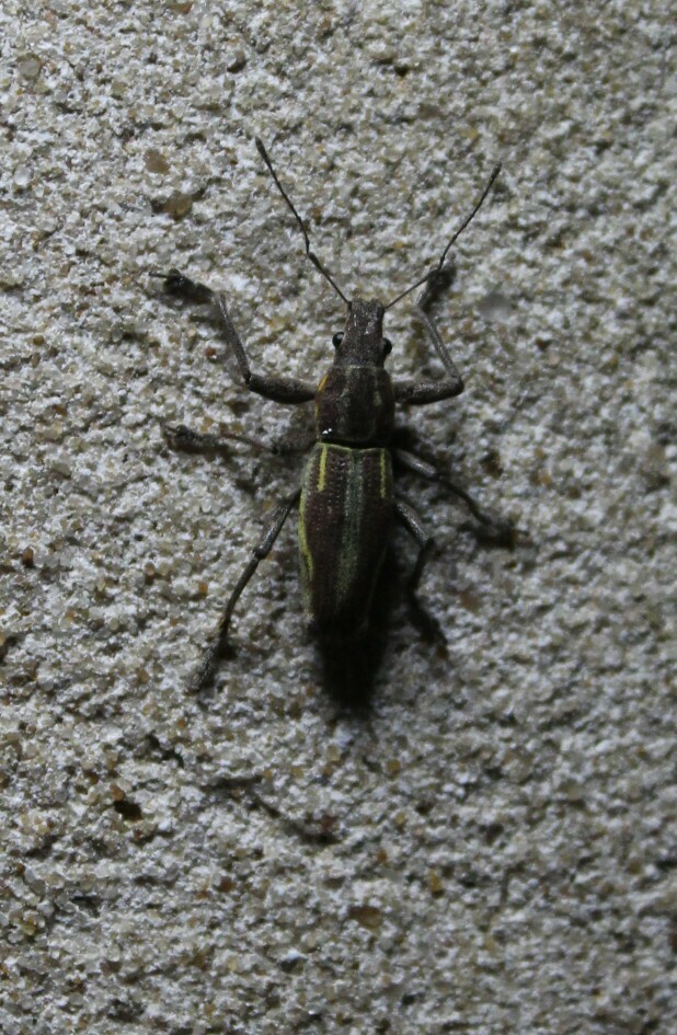 South American Fruit Tree Weevil from Parque Patricios, CABA, Argentina ...