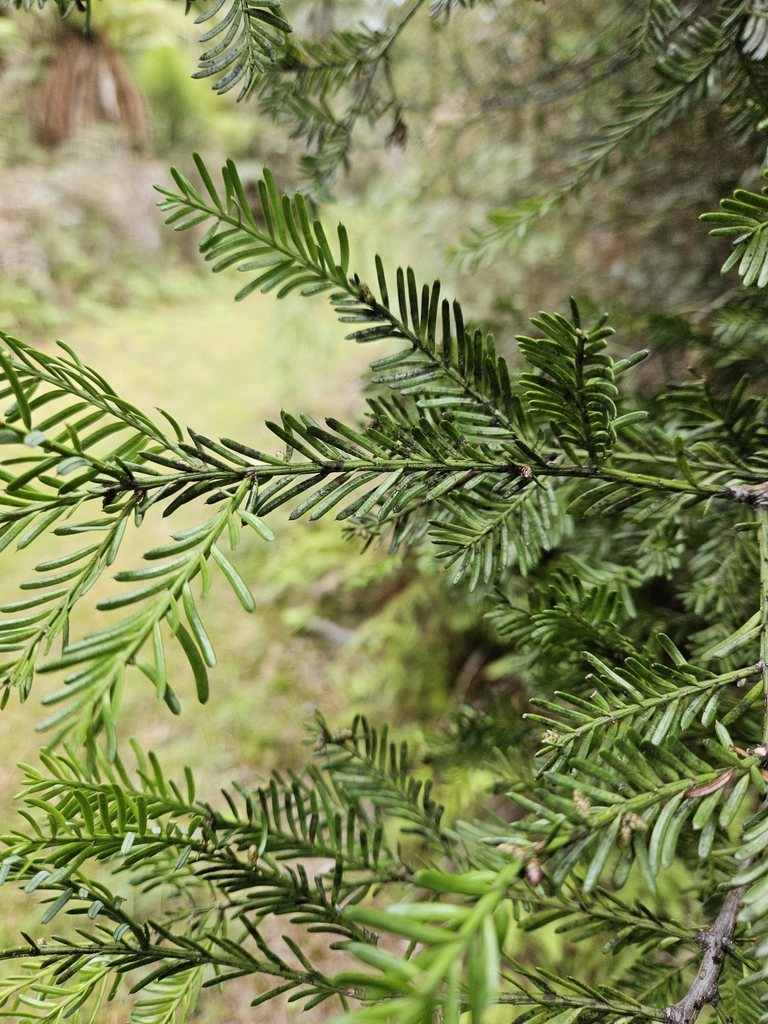 Mataī from Minginui 3079, New Zealand on March 6, 2025 at 10:52 AM by ...