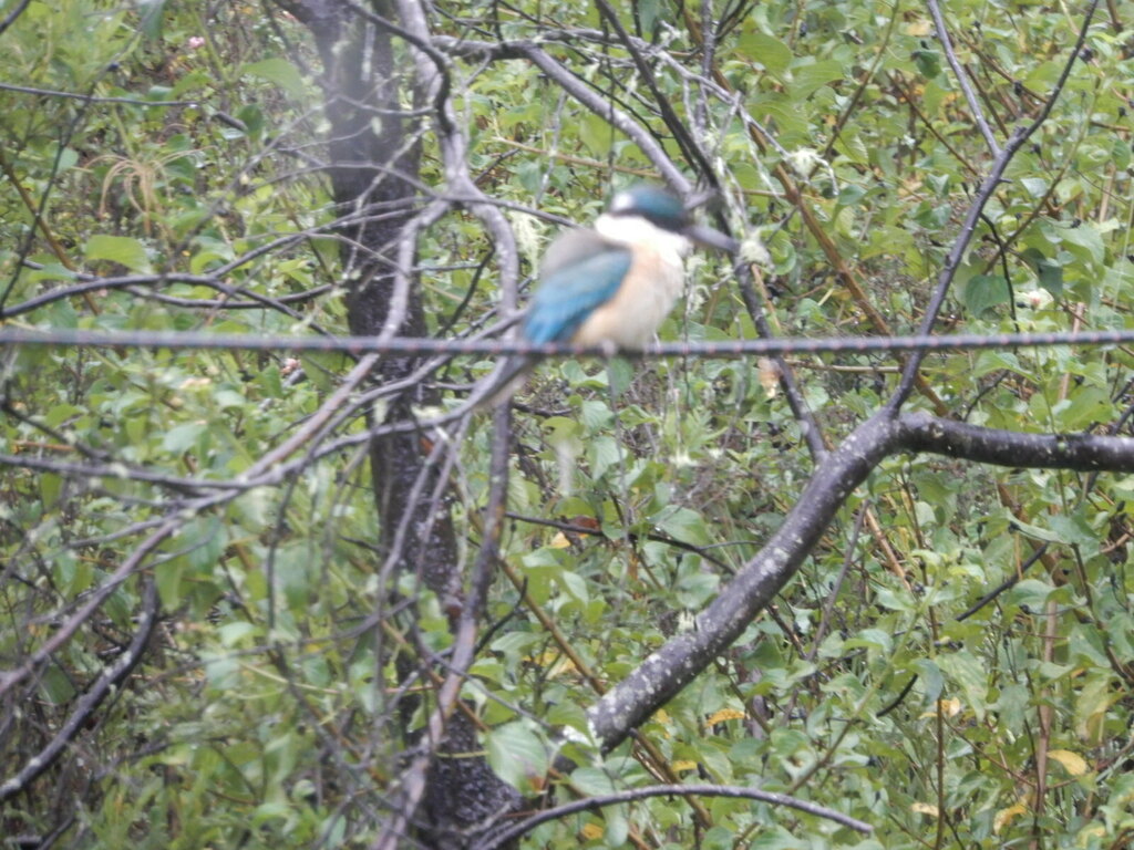 Indo-Pacific Kingfishers from Upper Tooloom NSW 2475, Australia on ...