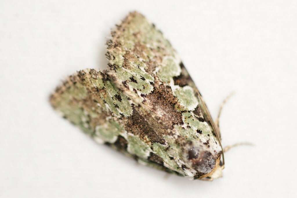 Marbled-green Leuconycta Moth from South Baton Rouge, Baton Rouge, LA ...