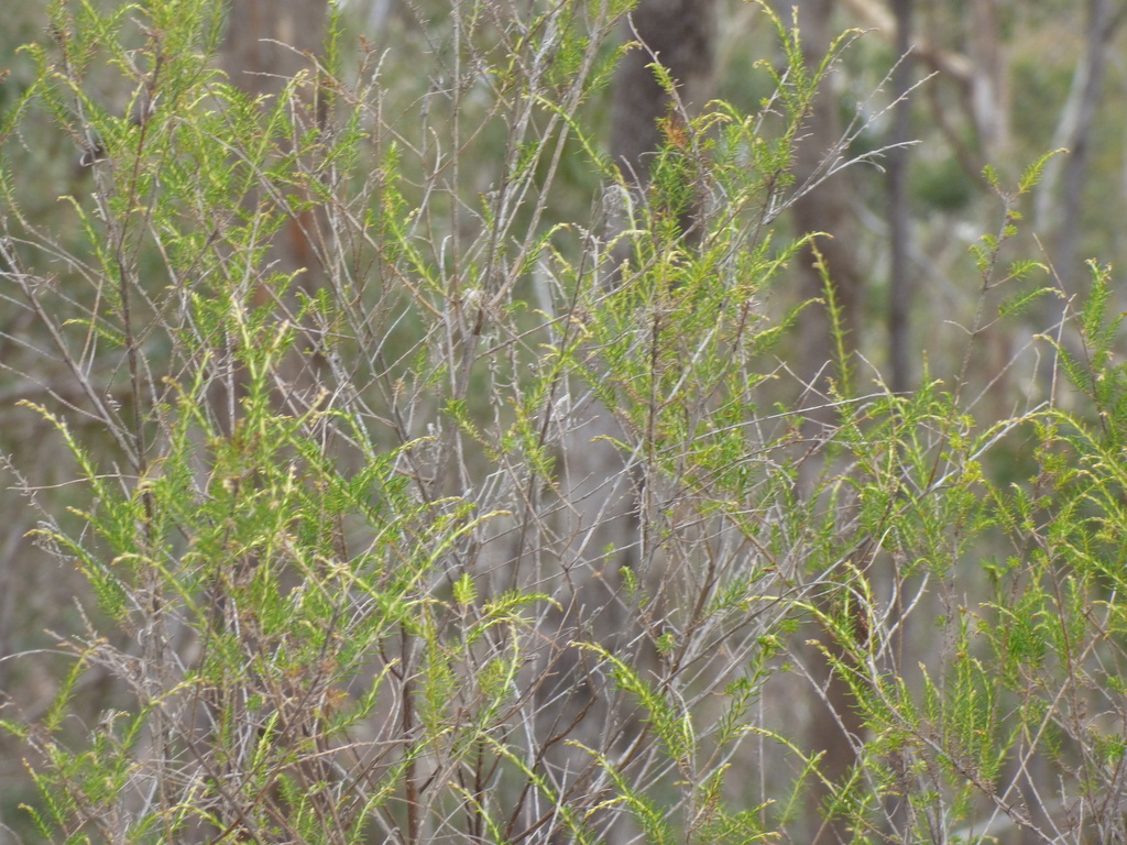 Sifton Bush from Glenluce VIC 3451, Australia on February 16, 2025 at ...