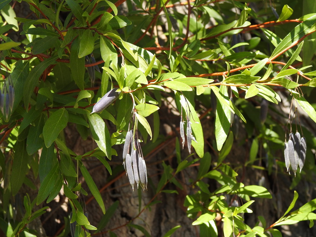 Australian Bluebell from Frankston Nature Conservation Reserve ...