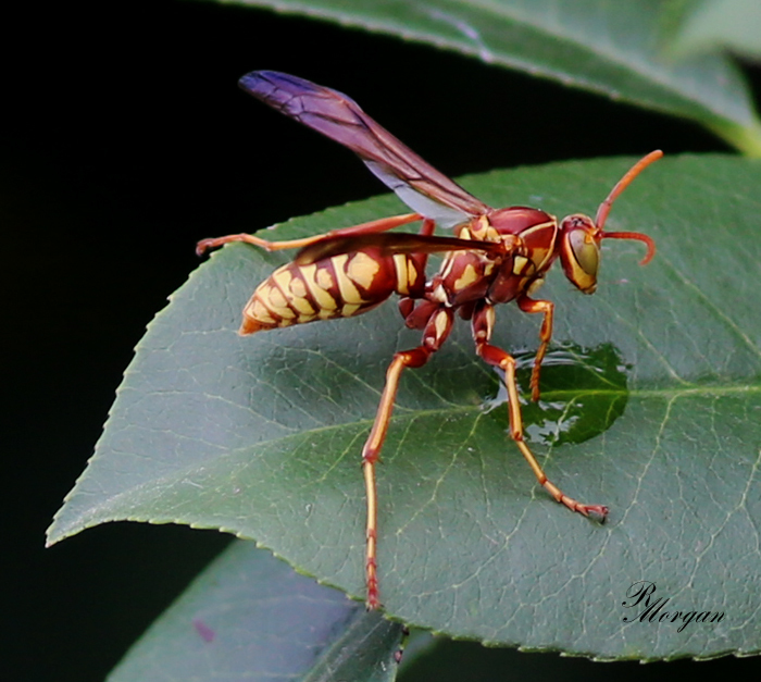 Apache Paper Wasp (Mojave River Wildlife) · iNaturalist