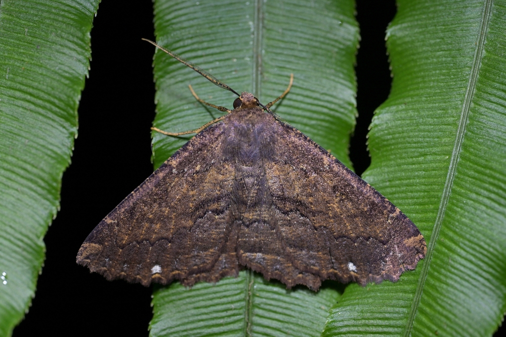 Brown evening moth from Carterton District, Wellington, New Zealand on ...