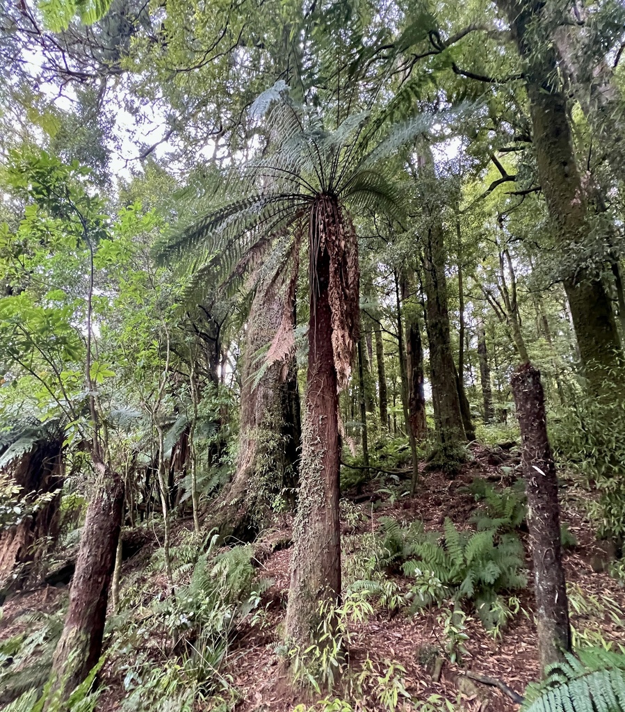 golden tree fern from Pikiariki Ecological Area, Te Kūiti, Manawatū ...