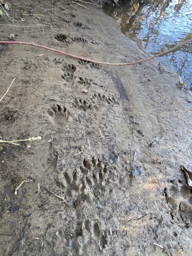 Raccoon Tracks – NatureTracking