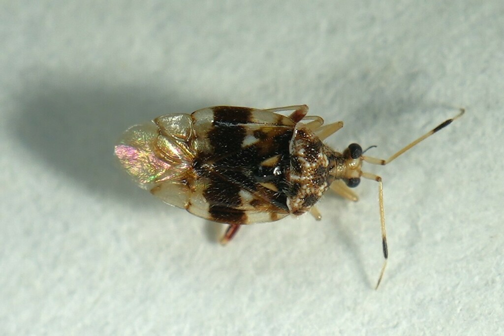 Stethoconus japonicus from 中国北京市昌平区沙河水库 on January 14, 2025 at 10:10 AM ...