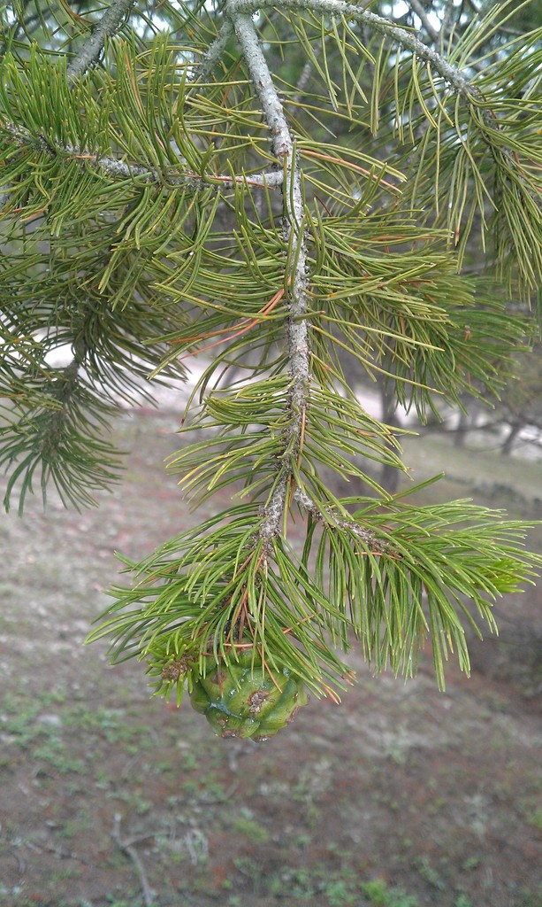 Mexican pinyon (Pinus cembroides) - Botanical Realm