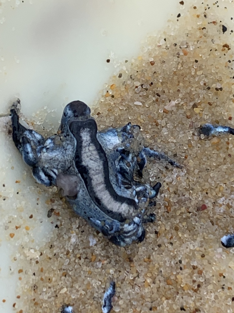 Sea Swallow from Dunbogan Beach, Diamond Head, NSW, AU on March 08 ...