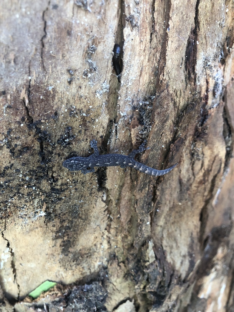 Southern Marbled Gecko from Urban Forest, Malvern East, VIC, AU on ...
