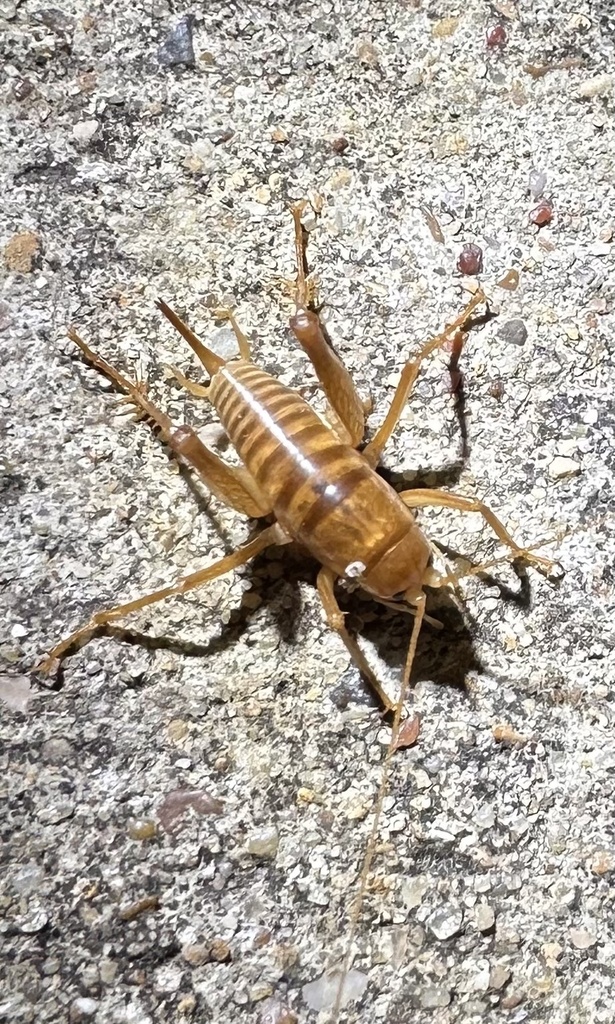 Camel Crickets from College Station, TX, US on March 07, 2025 at 11:05 ...