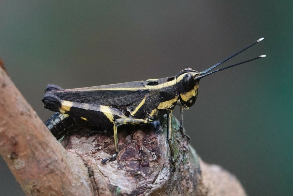 Traulia azureipennis from Mandai, Singapore on March 8, 2025 at 11:08 ...