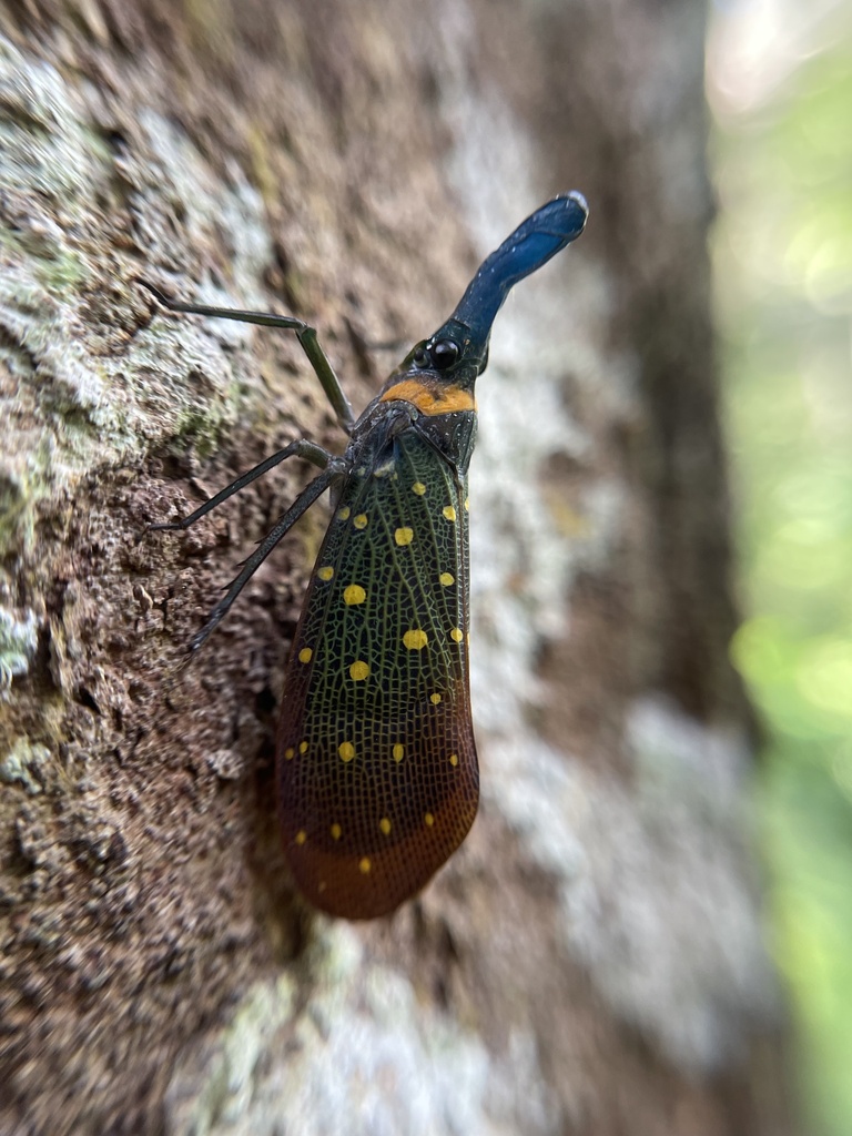 Pyrops whiteheadi from Sandakan, MY-SA, MY on August 4, 2024 at 09:43 ...