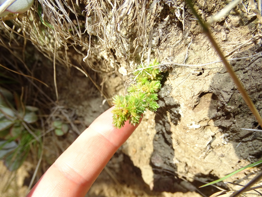 Australian Stonecrop from Sumner, Christchurch 8081, New Zealand on ...