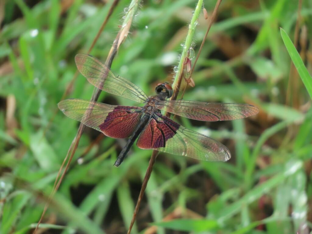 Phantom Flutterer from Shikondo Game Farm, Ehlanzeni District ...