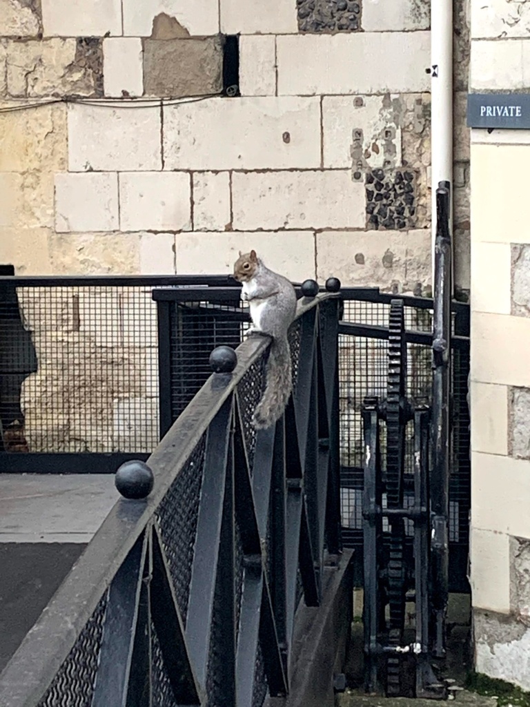 Eastern Gray Squirrel from Tower of London, London, England, GB on ...