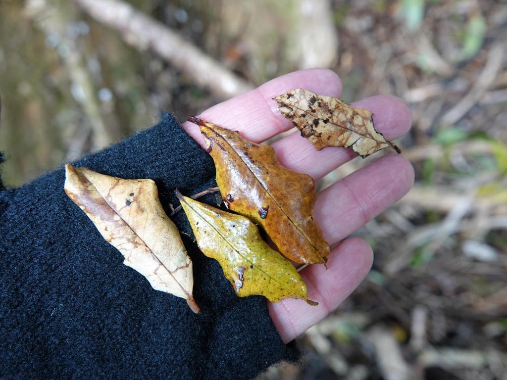 Swamp maire from Waitakere, Piha 0772, New Zealand on August 7, 2019 at ...