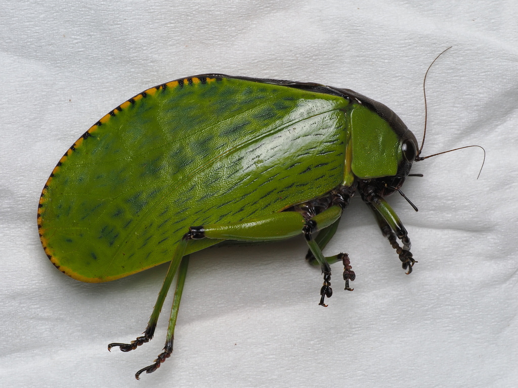 Dysmorpha obesa from Sabah, MY on May 6, 2024 at 12:09 AM by finger ...