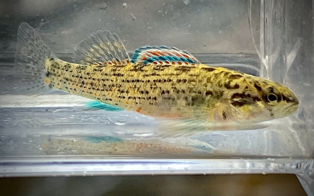 Gulf Darter from North Eastlake, Birmingham, AL, USA on March 05, 2025 ...