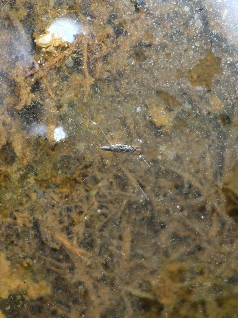 Limnogonus nitidus in March 2025 by 鍾兆鋒 · iNaturalist