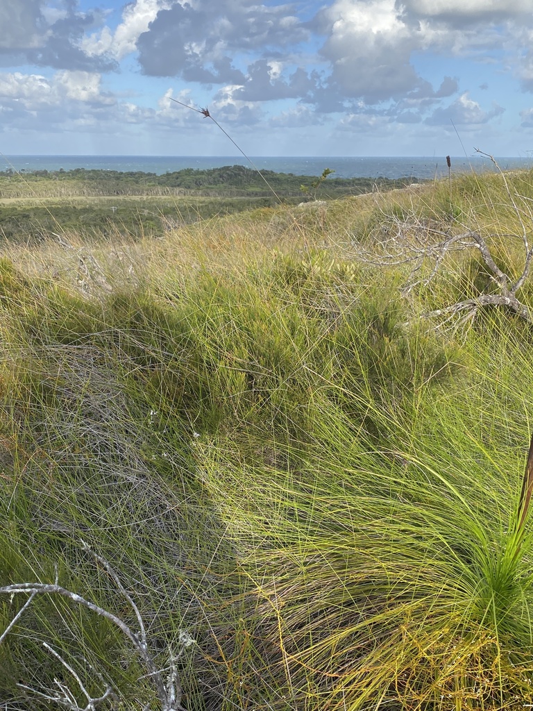 Feather Sedge from Sunshine Coast QLD, Australia on February 21, 2025 ...