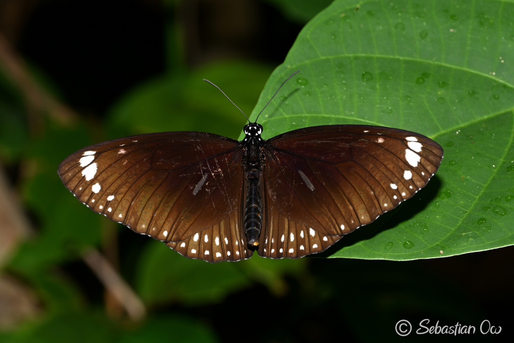 Blue-spotted Crow Butterfly from 20 Sime Rd, PCN - Lornie Nature ...