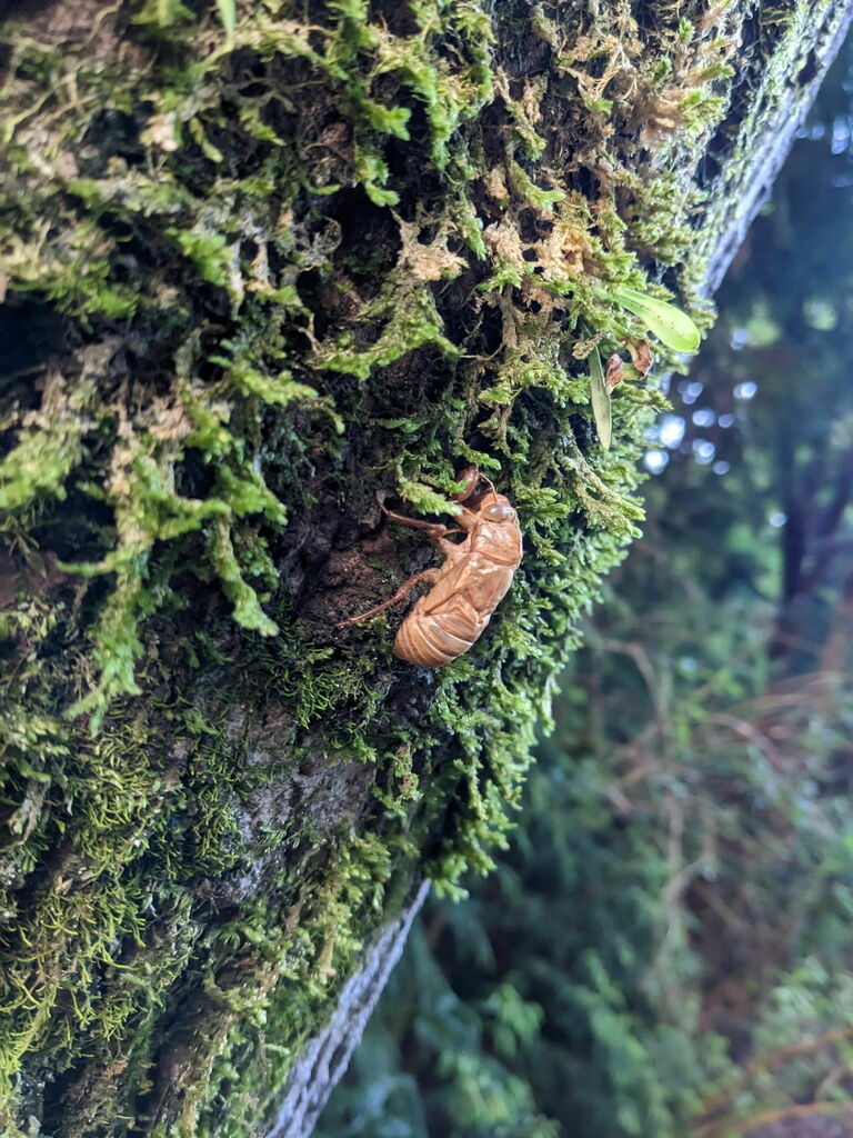 Robust Cicada in May 2023 by Tomoaki Morikawa. 抜け殻 · iNaturalist
