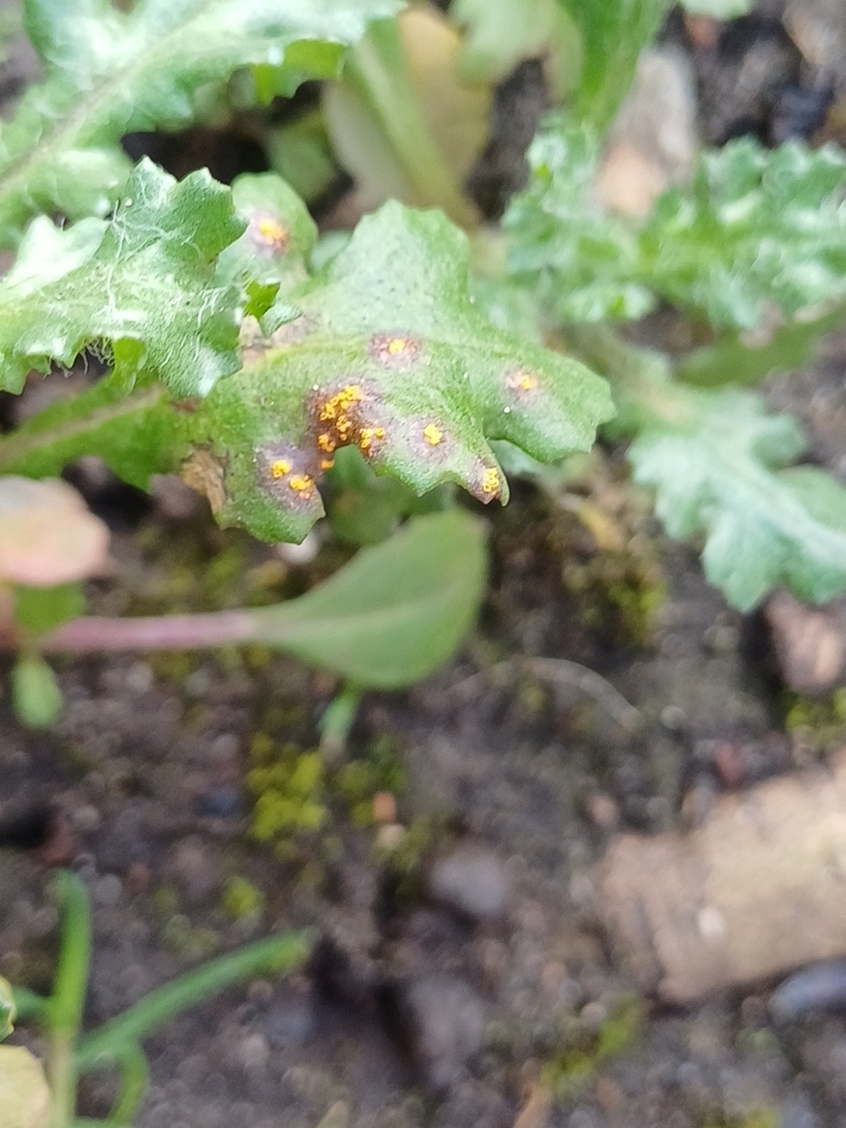 Groundsel crown rust from Pilton Drive, Edinburgh, UK on March 8, 2025 ...