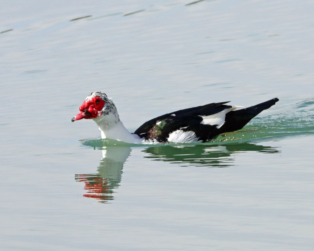 Domestic Muscovy Duck from Westside Development, Tucson, AZ 85713, USA ...