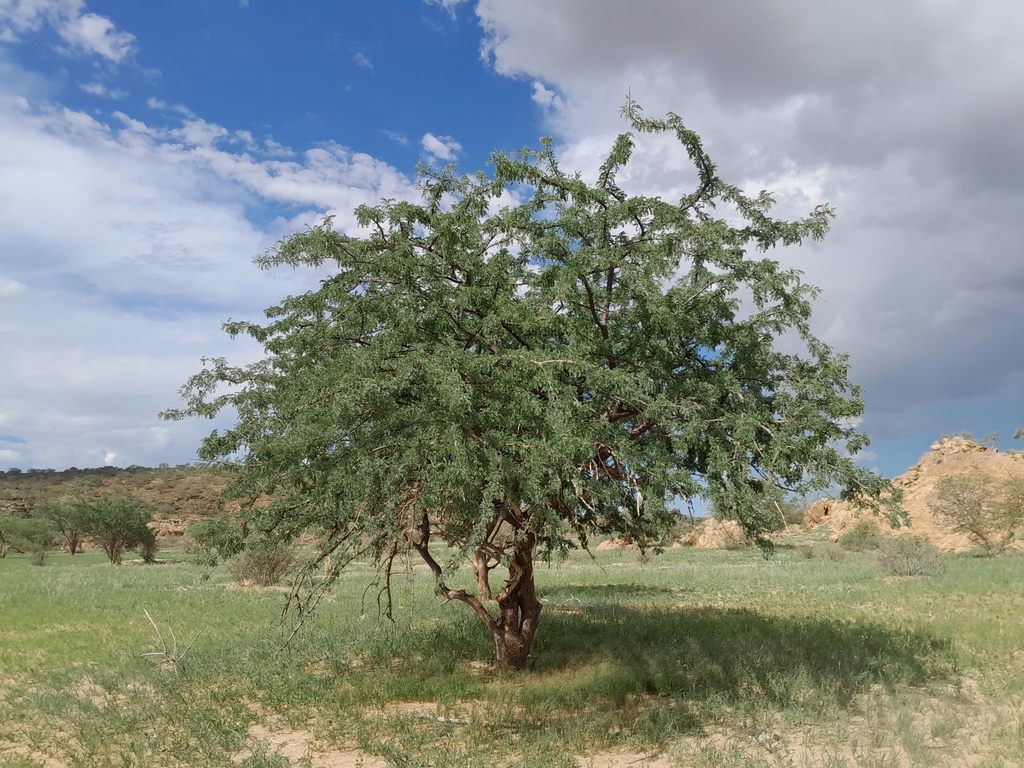 worm-cure false-thorn from Erongo Region, Namibia on March 8, 2025 at ...