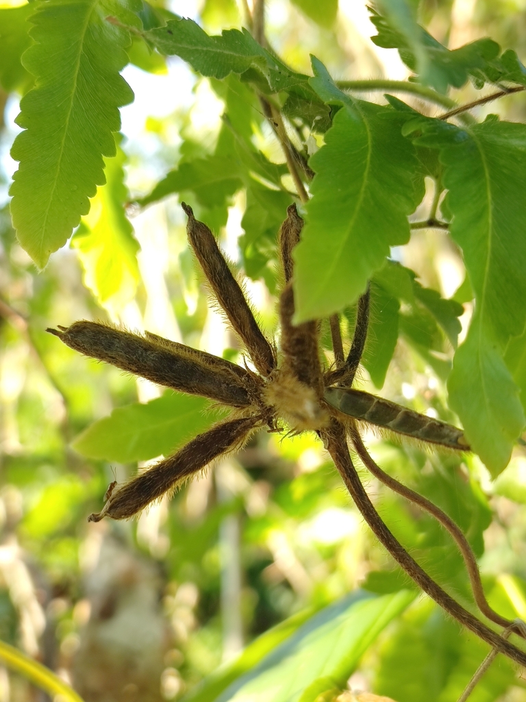 Phaseoleae from 30543 Chis., México on March 5, 2025 at 07:45 AM by ...