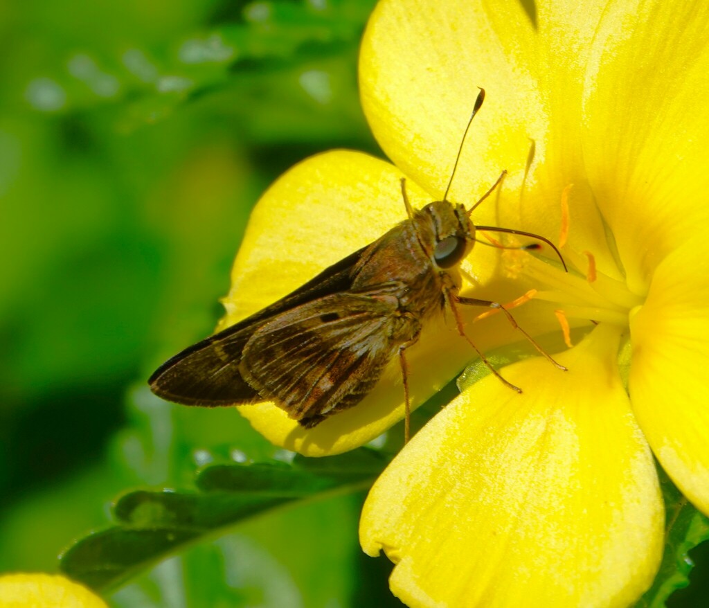 Violet-banded Skipper from Heredia Province, Cantón de Santo Domingo ...