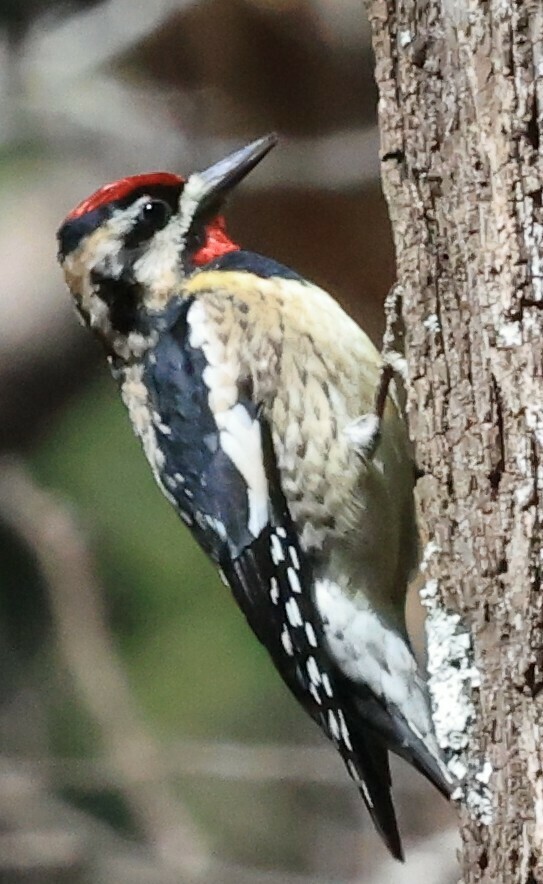 Yellow-bellied Sapsucker from Cass County, TX, USA on March 1, 2025 at ...
