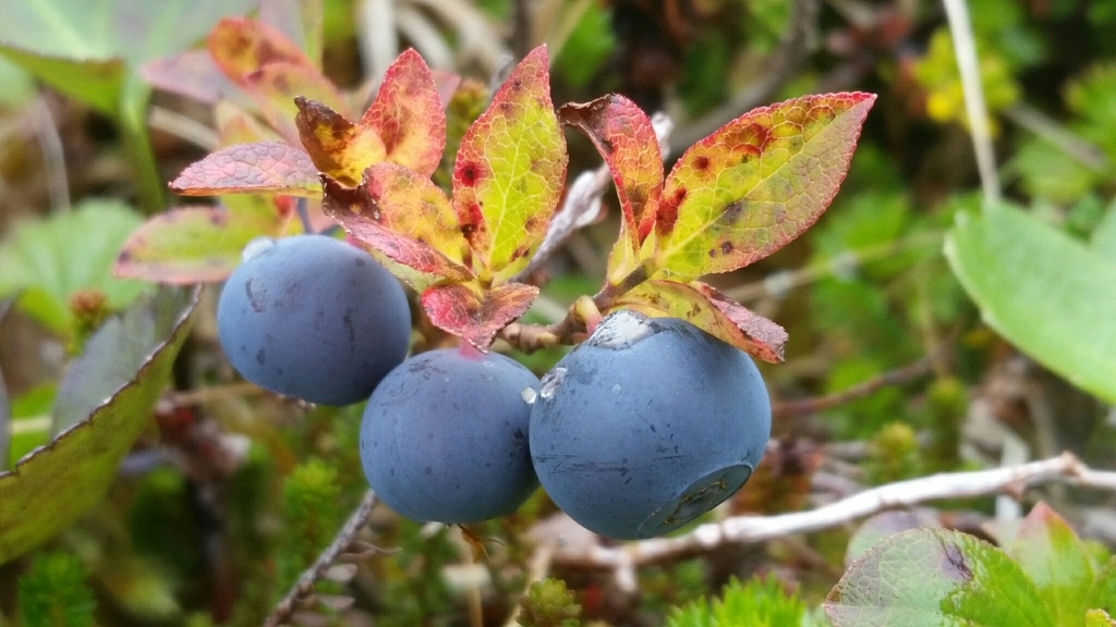 dwarf bilberry (Rare Plants of Newfoundland) · iNaturalist