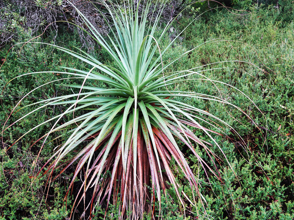 Pandani from Cradle Mountain TAS 7306, Australia on February 24, 2025 ...