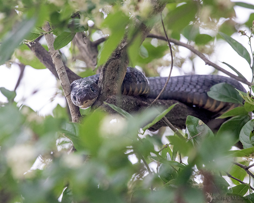 Texas Indigo Snake (Drymarchon melanurus erebennus) - Snakes and Lizards