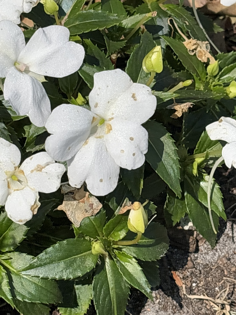 New Guinea Impatiens from W Par St, Orlando, FL, US on March 8, 2025 at ...