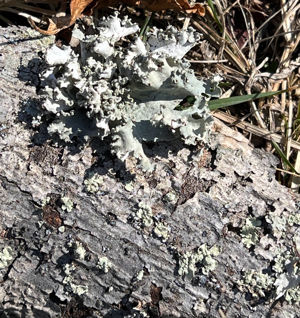 powdered ruffle lichen from Prince George's County, MD, USA on March 08 ...