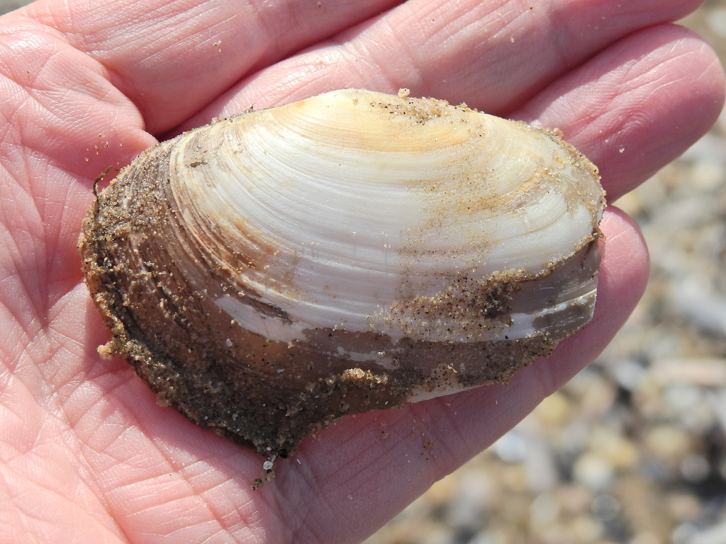 Otter shell from Marine Promenade, New Brighton, Wallasey, Wirral, UK ...