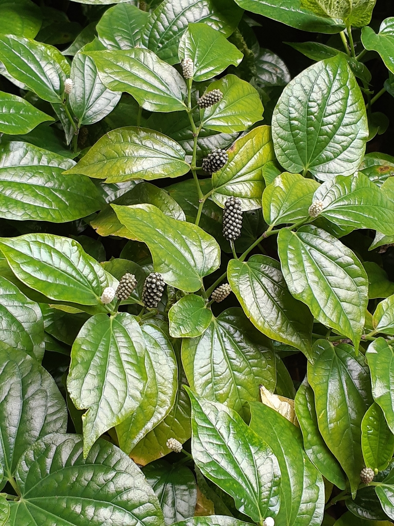 Lolot Pepper (Piper sarmentosum) - Botanical Realm