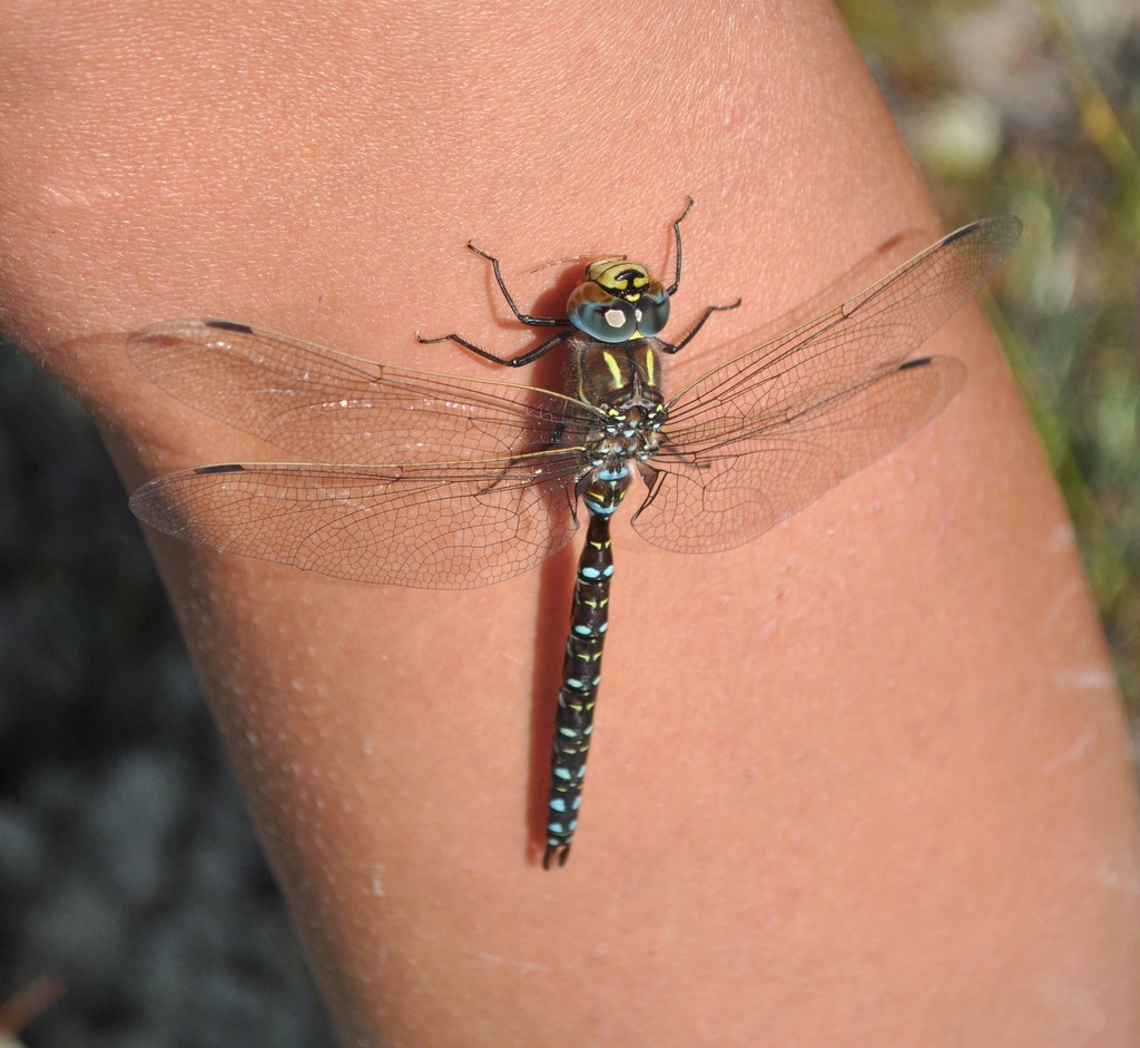 Sedge Darner from Приморский р-н, Архангельская обл., Россия on August ...