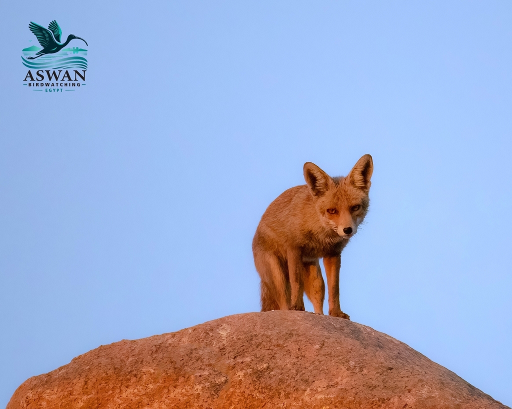 Red Fox from Aswan, Aswan Governorate, Egypt on February 13, 2025 at 05 ...