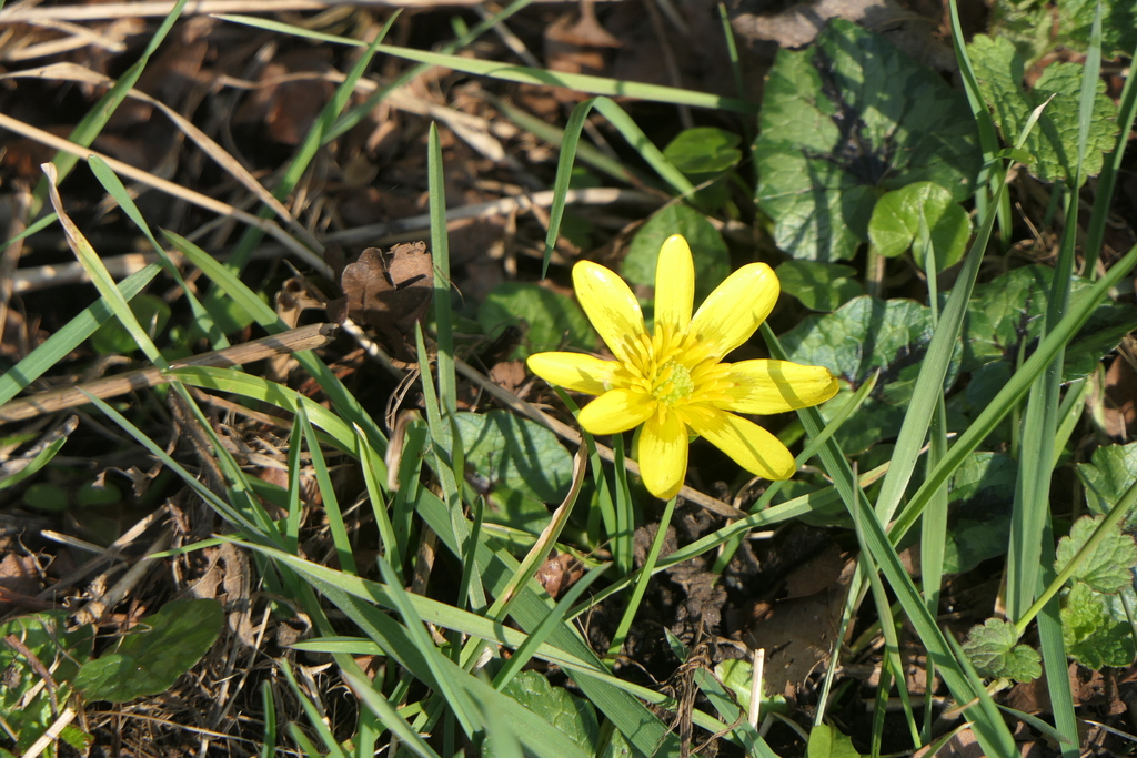 lesser celandine from Lamesley, Gateshead NE11, UK on March 8, 2025 at ...