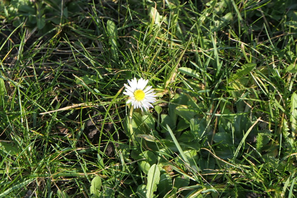 Lawn daisy from Lamesley, Gateshead NE11, UK on March 8, 2025 at 04:01 ...