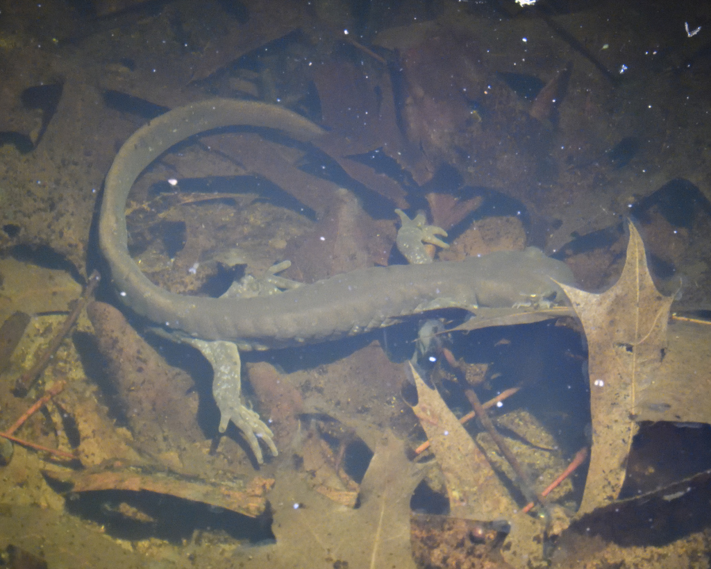 Unisexual Mole Salamander Complex from Clermont County, OH, USA on ...