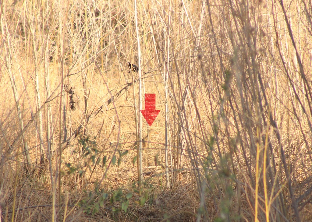 Rascón azteca desde Meoqui, Chih., México el 06 de marzo de 2025 a las ...